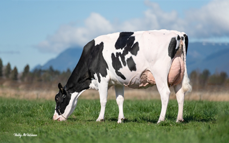 Dişi Holstein – KarVet Veterinerlik